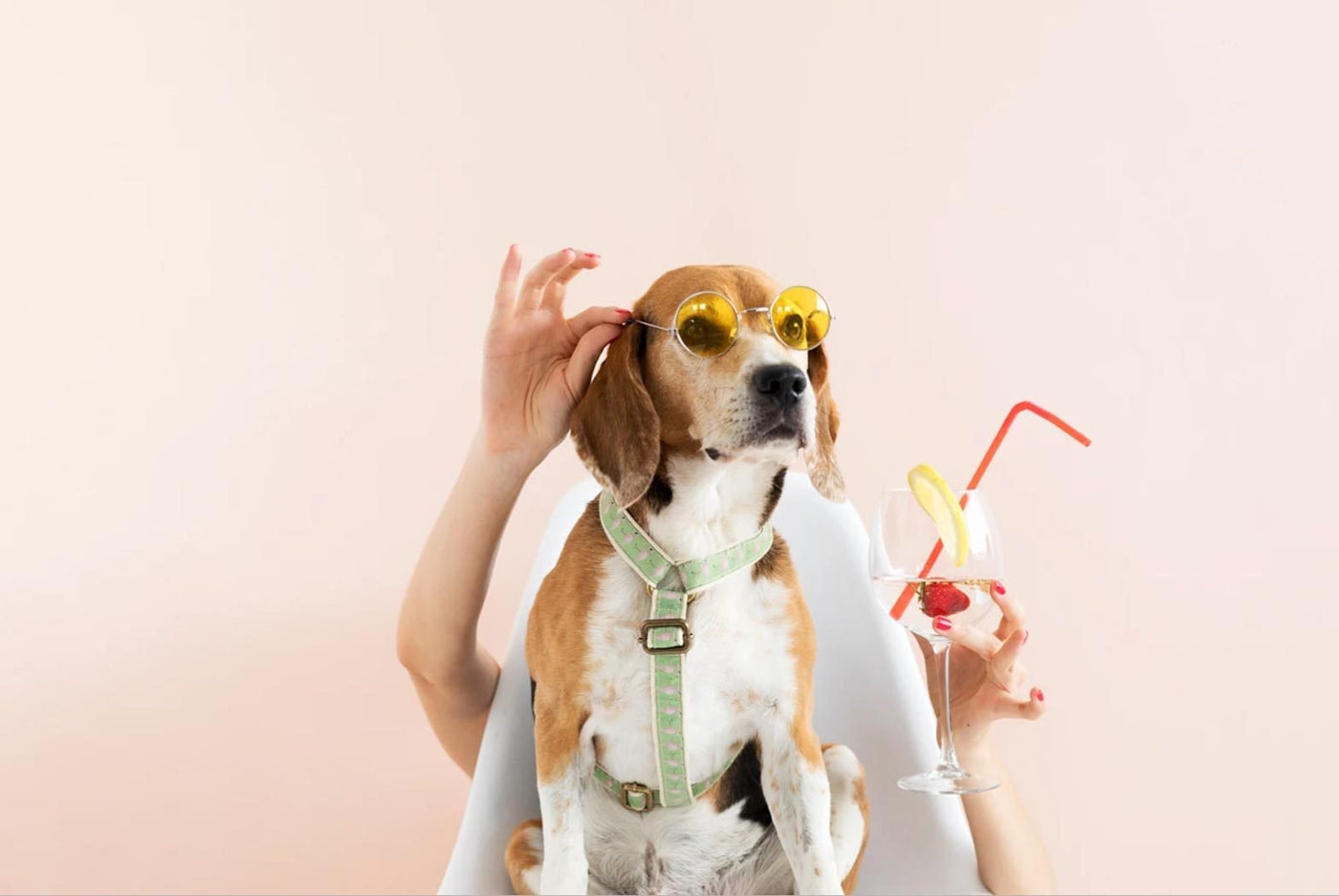 The Bark Co. — Dog Collars and Leashes | CreatureLand.