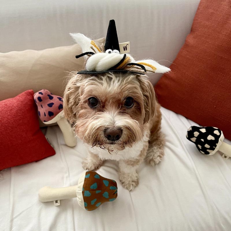 Wetnose - Toadstool Dog Toy (3 Colours) | CreatureLand.